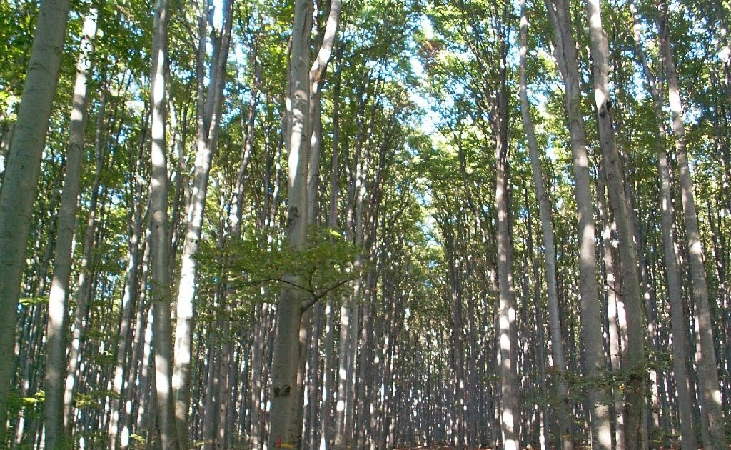 WOODEN SPOON INSPIRED FROM NATURE: cate-un arbore o data - Fagul.