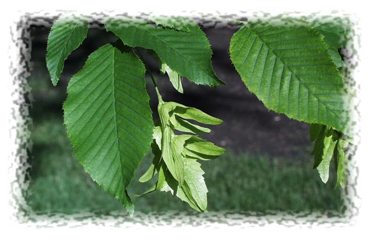 WOODEN SPOON INSPIRED FROM NATURE: Carpenul, pentru ca-i simplu si tare