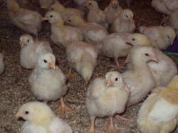 PUI DE O ZI,PUI DE CARNE,PASARI DE PRODUCTIE,KABIR