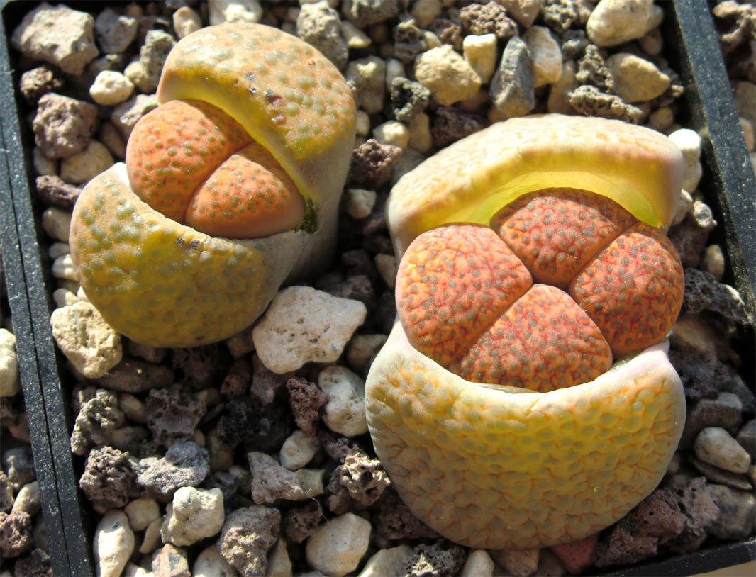 Lithops Stories: winter