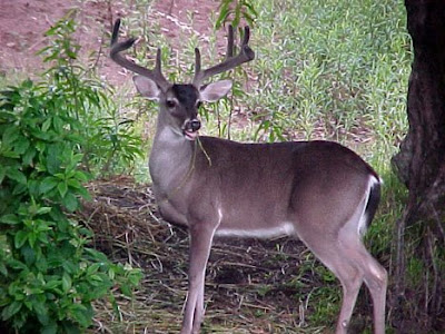 Animales en peligro de extincion: El venado