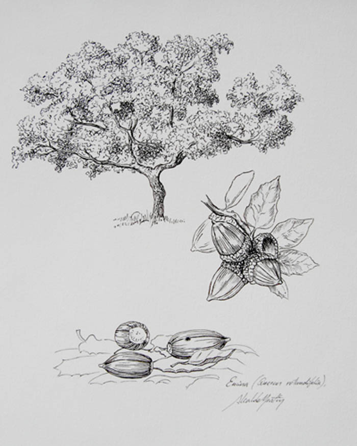 Galería de Juan Luis Alcalde Martín: "Encina"