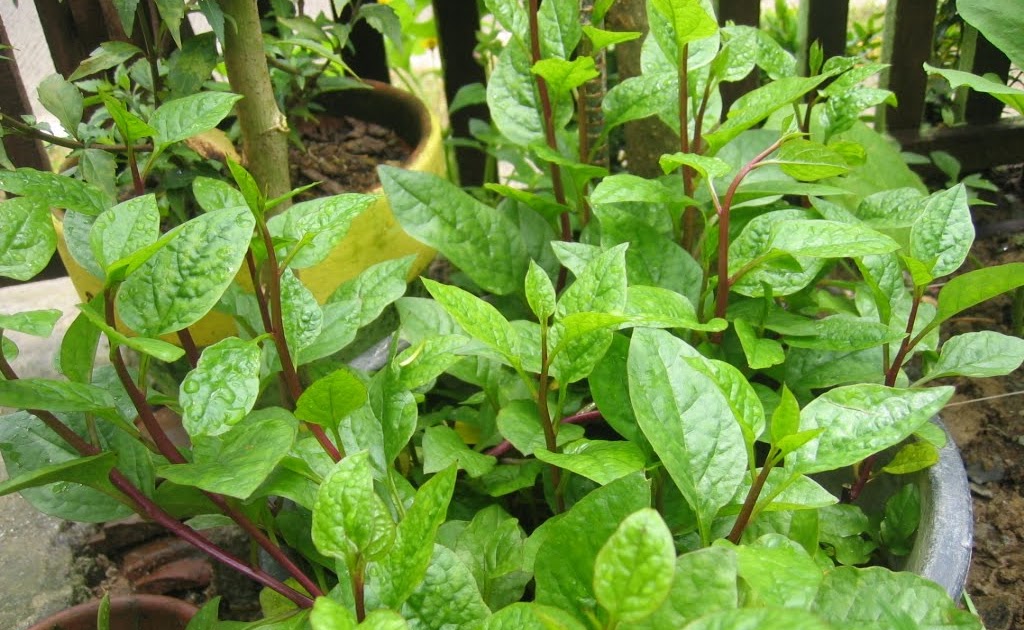 KAMALIG ni EGAY: Alugbati sa Balde