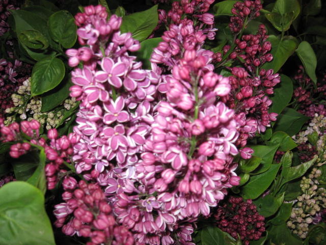 A. Perri Farms: FRENCH HYBRID LILAC SINGLE SENSATION