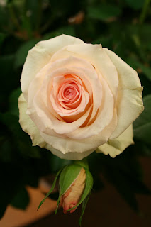 A. Perri Farms Exclusive Garden Rose Collection: Sweet Perfumella