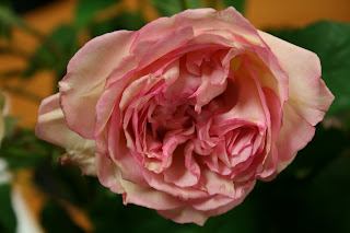 A. Perri Farms Exclusive Garden Rose Collection: Carmeline