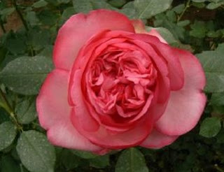 A. Perri Farms Exclusive Garden Rose Collection: Dorben