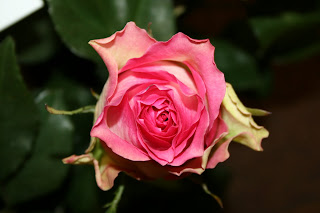 A. Perri Farms Rosa Prima Rose Collection: Malibu