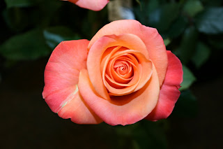 A. Perri Farms Rosa Prima Rose Collection: Tropical Amazone
