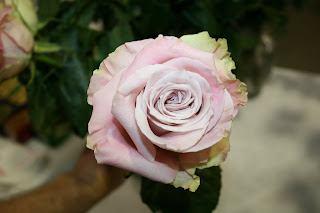 A. Perri Farms Rosa Prima Rose Collection: Faith