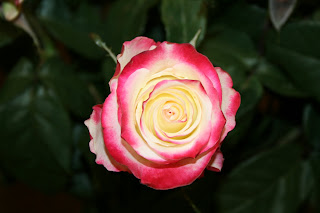 A. Perri Farms Rosa Prima Rose Collection: Sweetness