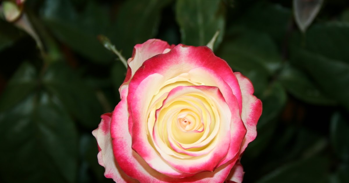 A Perri Farms Rosa Prima Rose Collection Sweetness