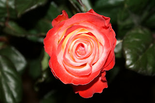 A. Perri Farms Rosa Prima Rose Collection: Farfalla