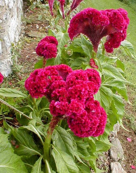 A. Perri Farms: COXCOMB