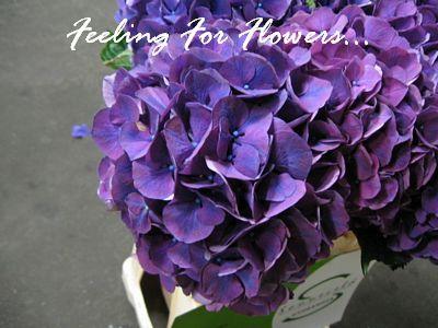 A. Perri Farms: HYDRANGEA DARK GLOWING ALPS