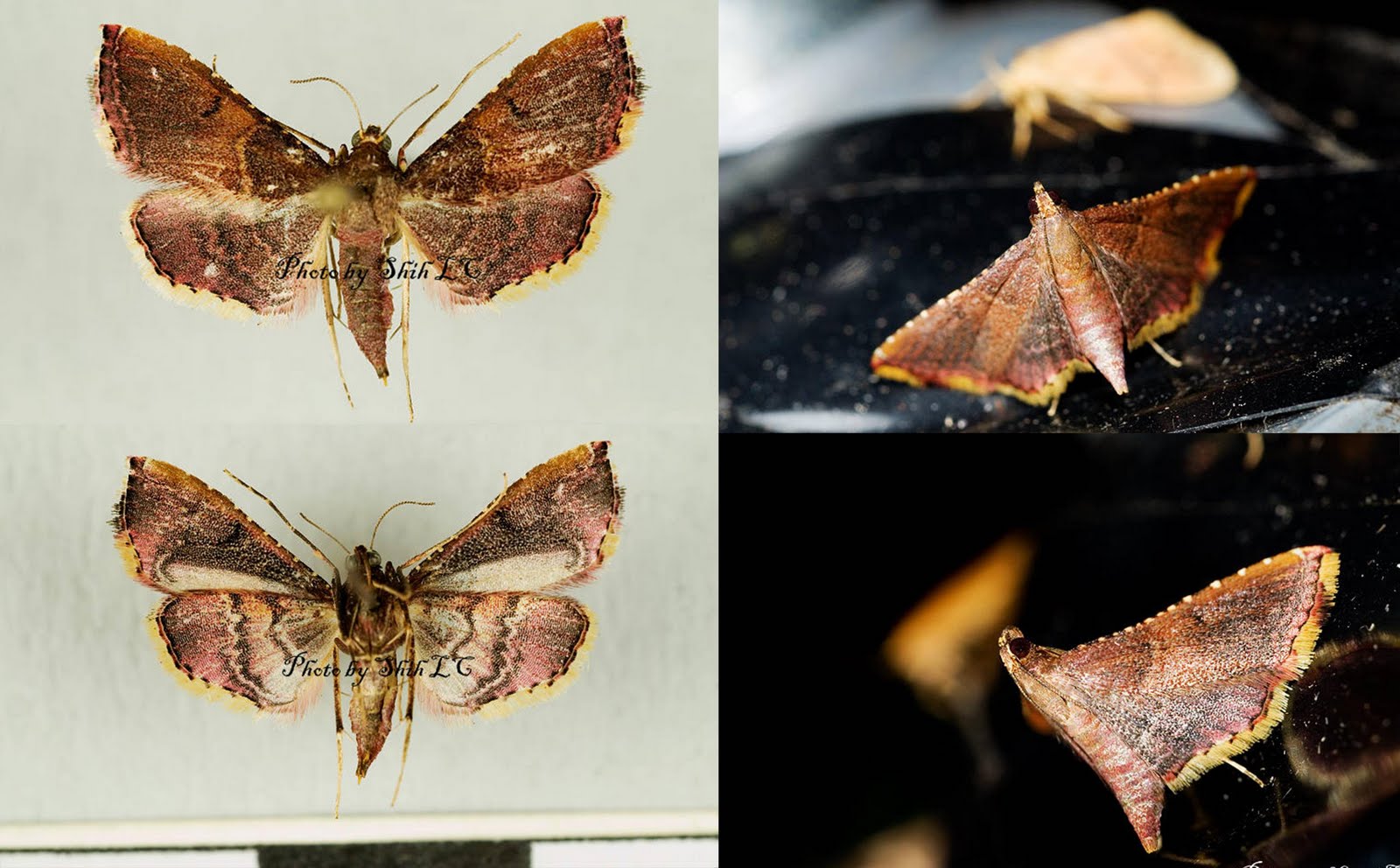 臺灣蛾訊 MOTHS of Taiwan: Endotricha olivacealis (Bremer, 1864) 欖綠歧角螟
