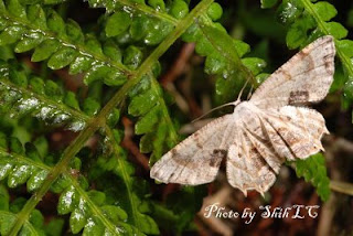 臺灣蛾訊 MOTHS of Taiwan: Oroplema oyamana (Matsumura, 1931) 虎皮楠雙尾蛾