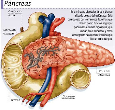 FISIOLOGIA UVM: Páncreas