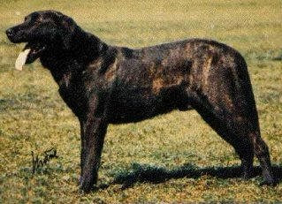 PUPPY CARE CENTER: Cão de Castro Laboreiro CASTRO LABOREIRO DOG Puppy ...