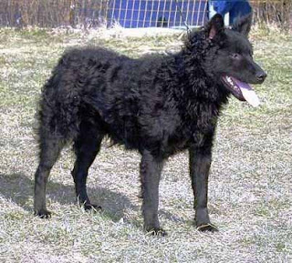 PUPPY CARE CENTER: Hrvatski Ovcar CROATIAN SHEPHERD DOG Puppy Care ...