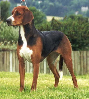 PUPPY CARE CENTER: Hamilton Hound HAMILTONSTÖVARE Puppy Care Center and ...