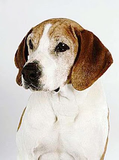 PUPPY CARE CENTER: HYGEN HOUND Hygenhund Puppy Care Center and The dog ...
