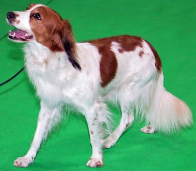 PUPPY CARE CENTER: Kooikerhondje DUTCH DECOY DOG Small Dutch Waterfowl ...