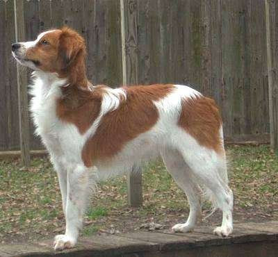 PUPPY CARE CENTER: Kooikerhondje DUTCH DECOY DOG Small Dutch Waterfowl ...