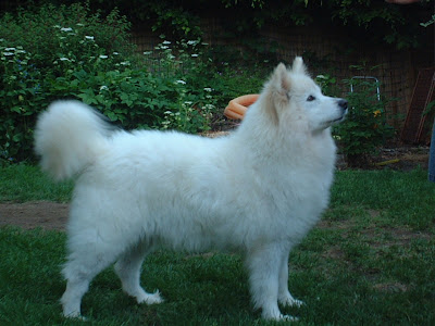 PUPPY CARE CENTER: SAMOYED Samoiedskaïa Sabaka Puppy Care Center and ...