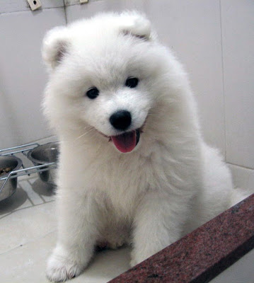 PUPPY CARE CENTER: SAMOYED Samoiedskaïa Sabaka Puppy Care Center and ...