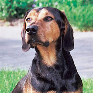 PUPPY CARE CENTER: Tiroler Bracke TYROLEAN HOUND Puppy Care Center and ...