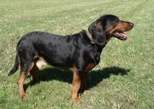 PUPPY CARE CENTER: Tiroler Bracke TYROLEAN HOUND Puppy Care Center and ...