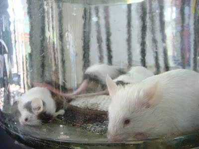 New Life... New Hope...: Mouse Dissection for Biology Project