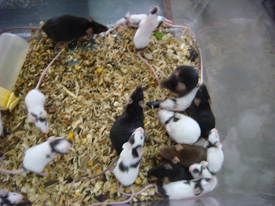 New Life... New Hope...: Mouse Dissection for Biology Project