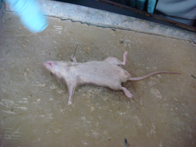 New Life... New Hope...: Mouse Dissection for Biology Project