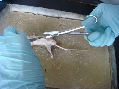 New Life... New Hope...: Mouse Dissection for Biology Project