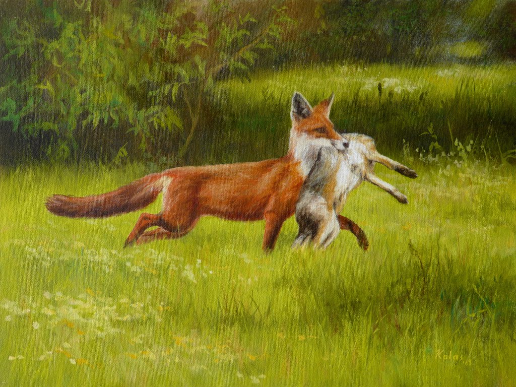 Festményeim, rajzaim: Rókás képek