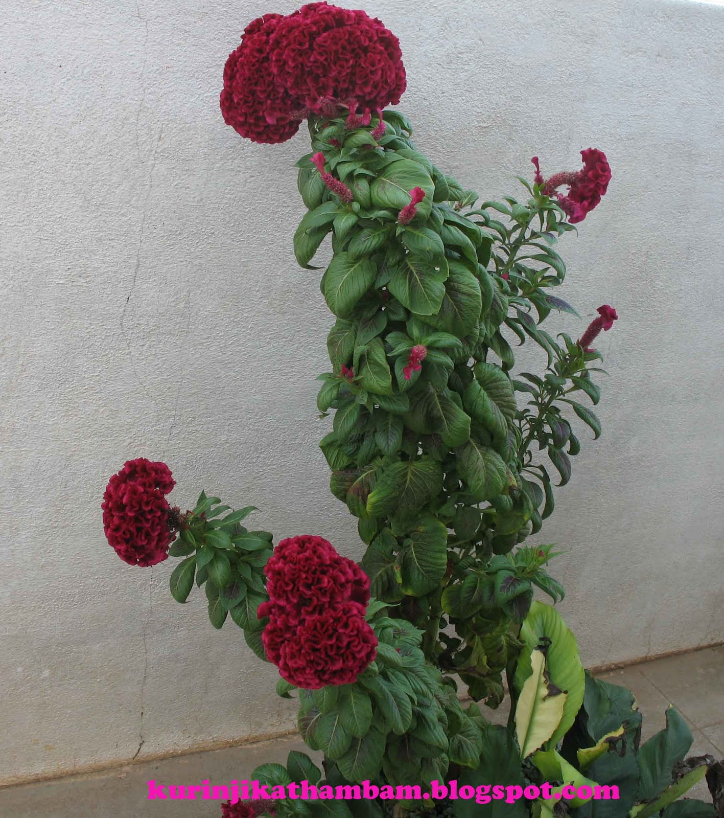 Kolikondai Flower ~ Kurinji Kathambam