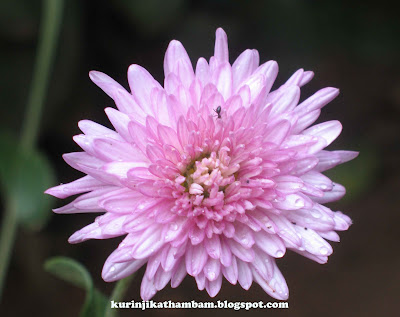 Colorful Chrysanthemum (Sevanthi Poo) ~ Kurinji Kathambam