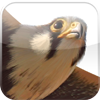 Birding Is Fun!: Birding Apps Revisited