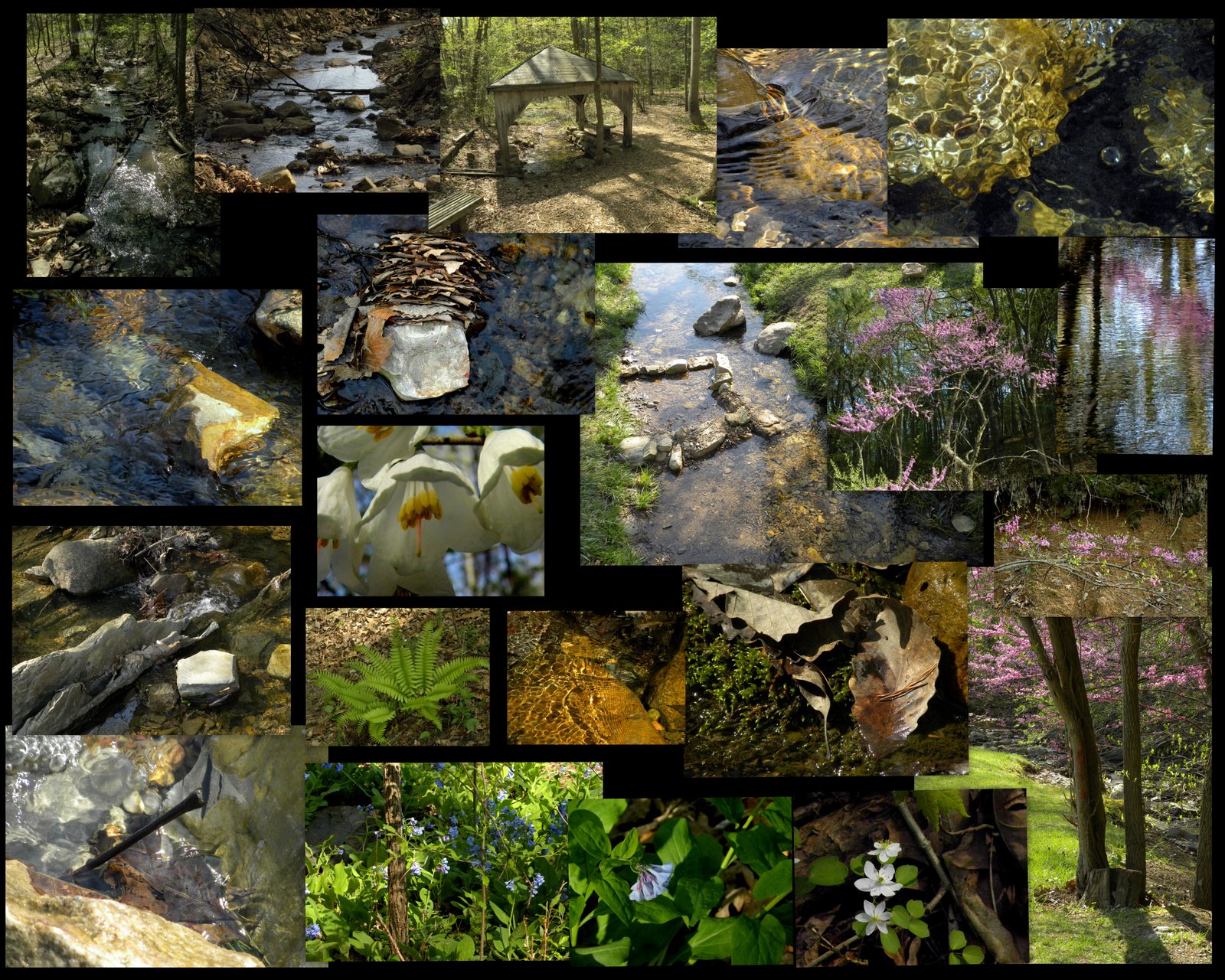 Morning Light Photography: Collage samples in Picasa