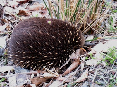 By Kids for Kids: Echidna