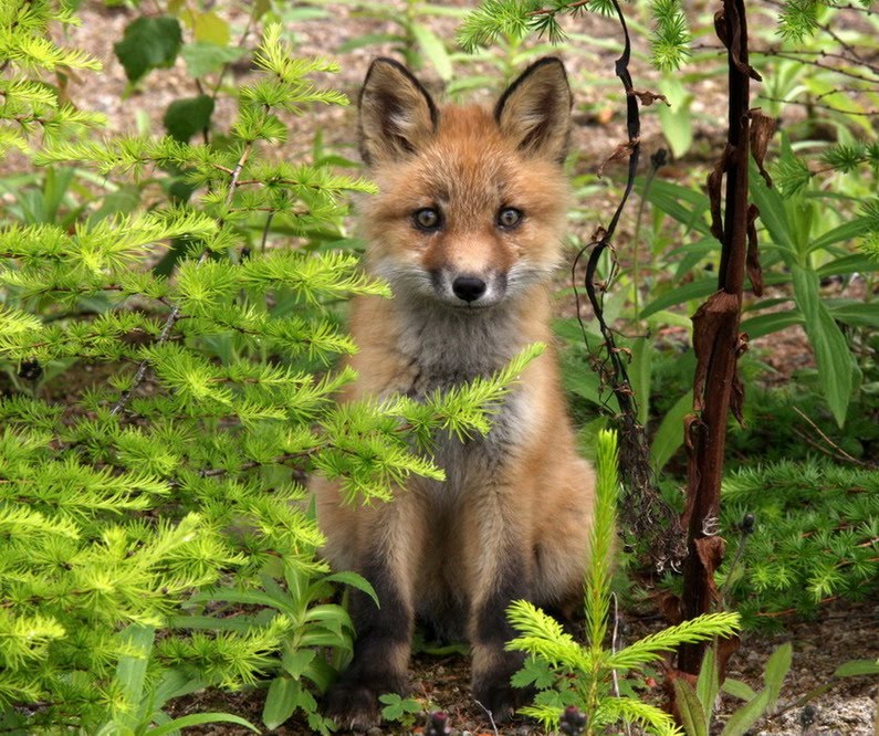 Content in a Cottage: The Real Fantastic Mr. Fox