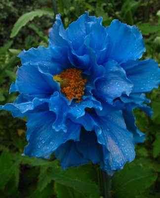 Content in a Cottage: Amazing Blue Poppy