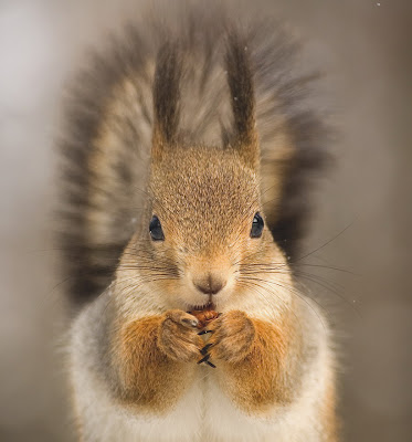 Content in a Cottage: An English Squirrel