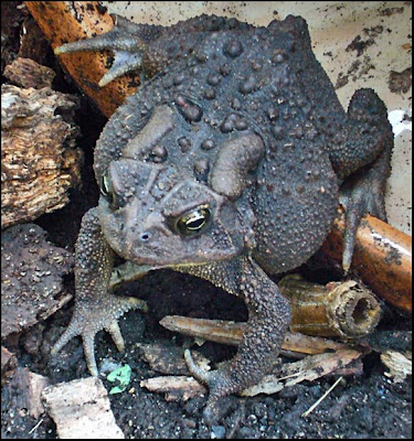 Content in a Cottage: A Pileated Woodpecker and a toad