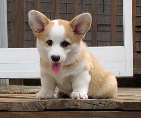 Content in a Cottage: Tasha Tudor Loved Corgi Pups