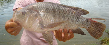 Know Tilapia and his legend (Ikan Nila) | Animal husbandry