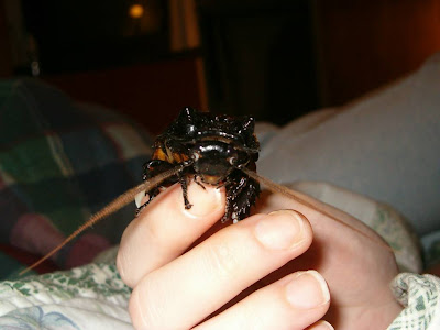 Ugly Overload: Bison the Roach