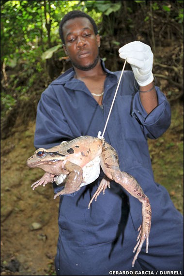 Ugly Overload: Chicken Frog